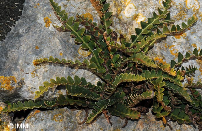 Asplenium ceterach = Ceterach officinarum